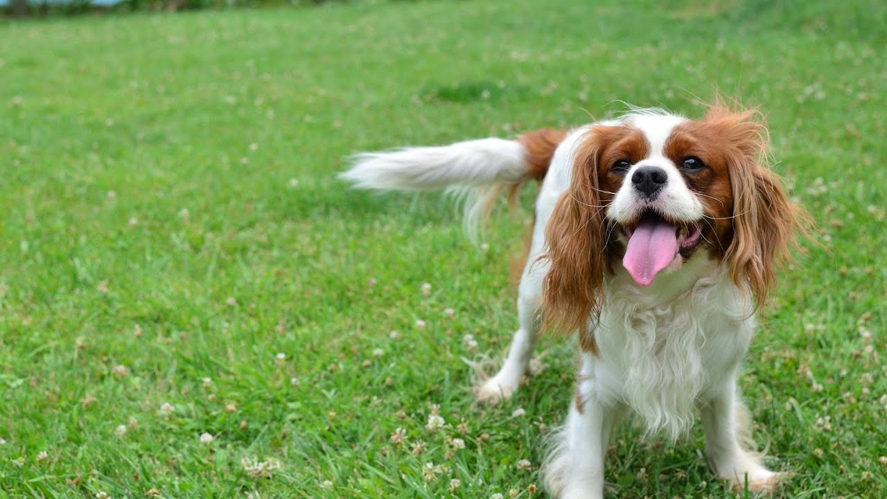Comparing the Size and Temperament of Cocker Spaniels and English ...