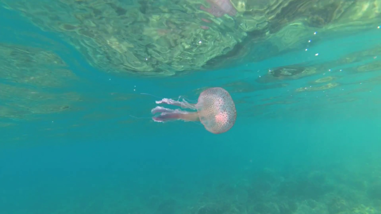 Pelagia noctiluca - Mauve Stinger Jellyfish in Cala Deià, Mallorca ...