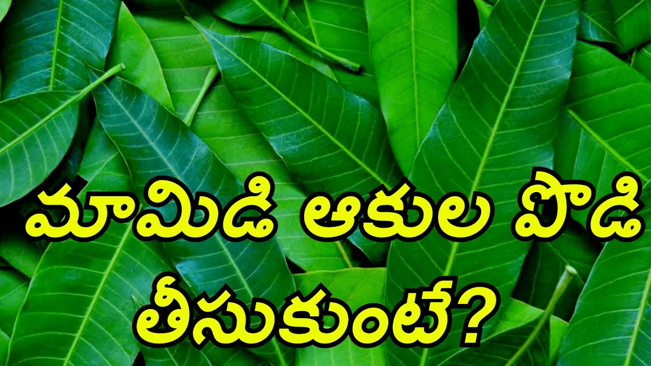 What are the benefits of taking mango leaf powder_మామిడి ఆకుల పొడి ...