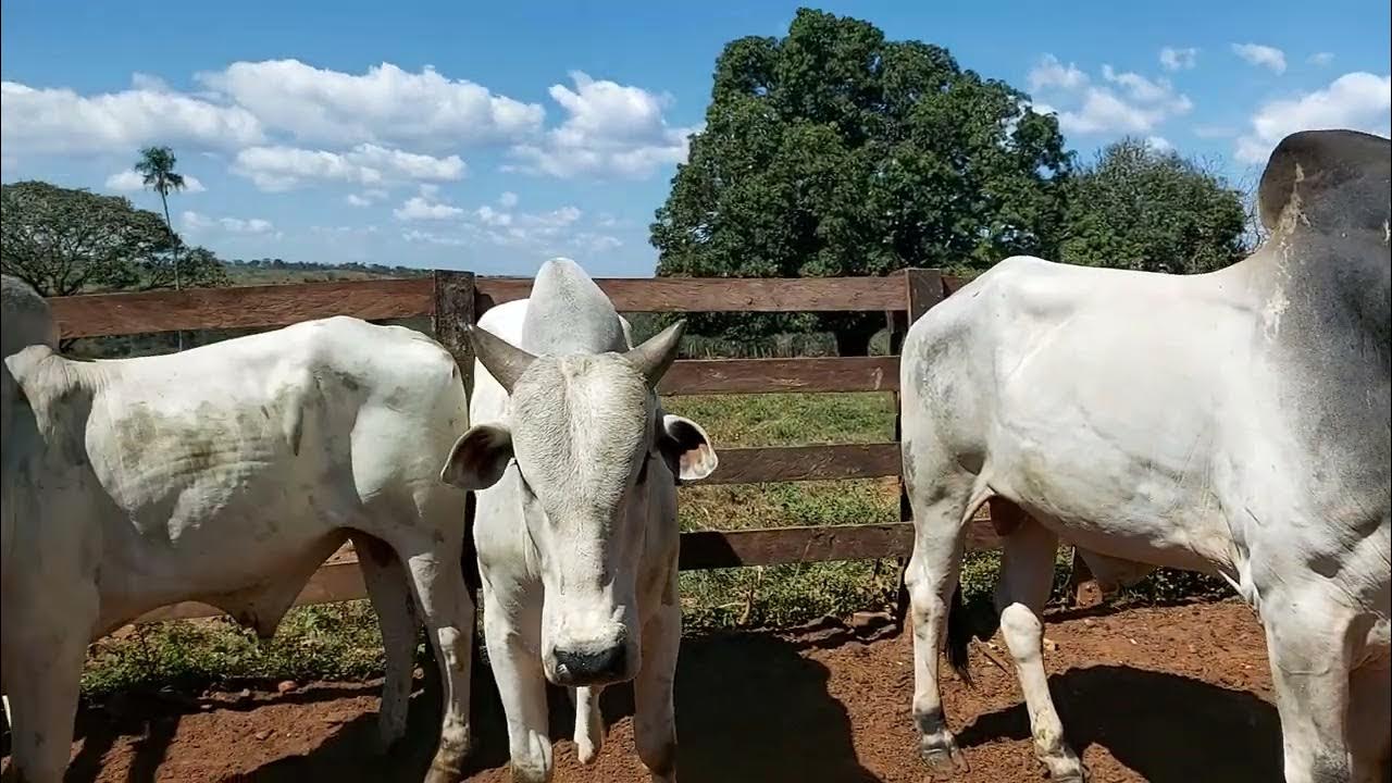 BOI NELORE PRONTO PARA COLOCAR NA VACADA PRE O ATUALIZADO YouTube boi-nelore-pronto-para-colocar-na-vacada-pre-o-atualizado-youtube