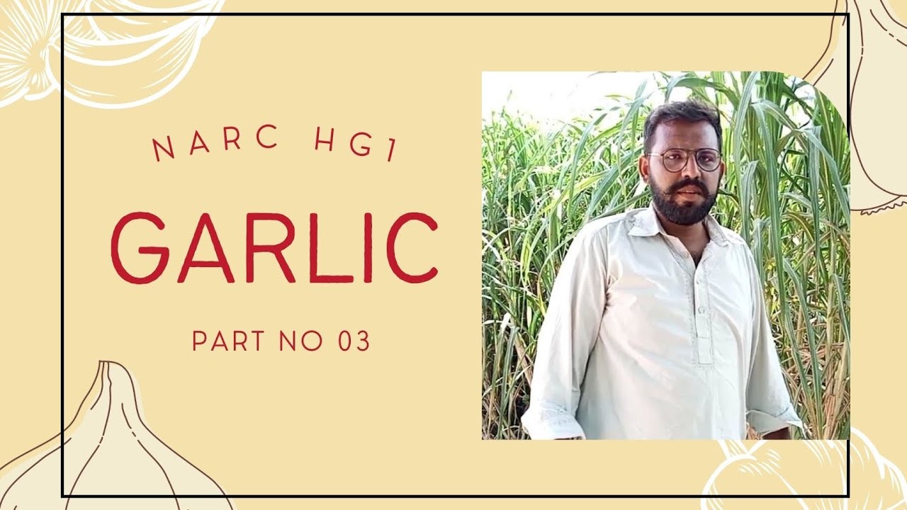 NARC HG1 Garlic🧄 ki budia jari ha | Part #03 | 2022-23 | Nosherwan ...