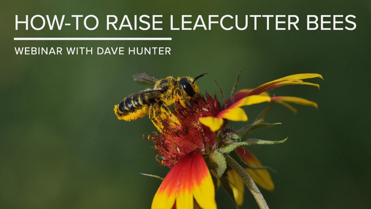 How-To Raise Leafcutter Bees - Webinar - YouTube