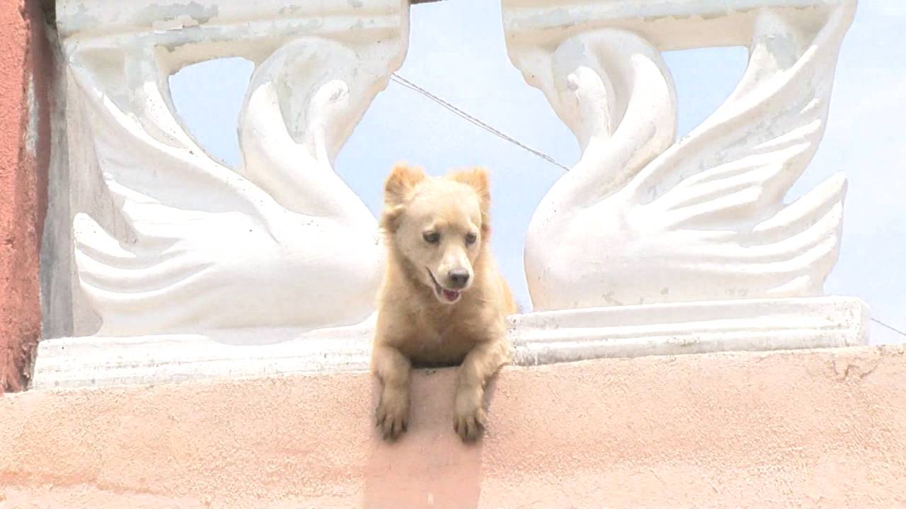Las Noticias - RESCATAN A PERRITOS DE INCENDIO - YouTube