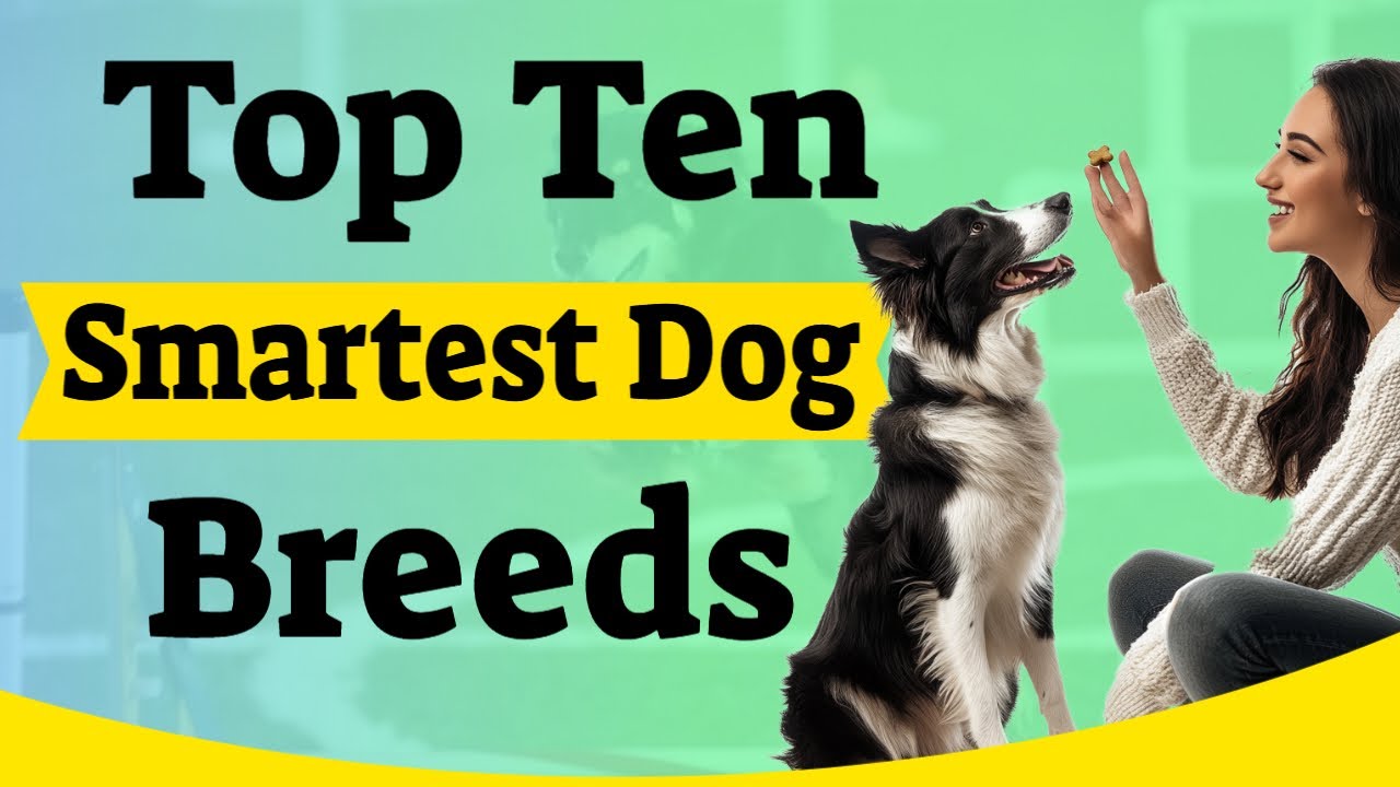 Top Ten Smartest Dog Breeds - YouTube