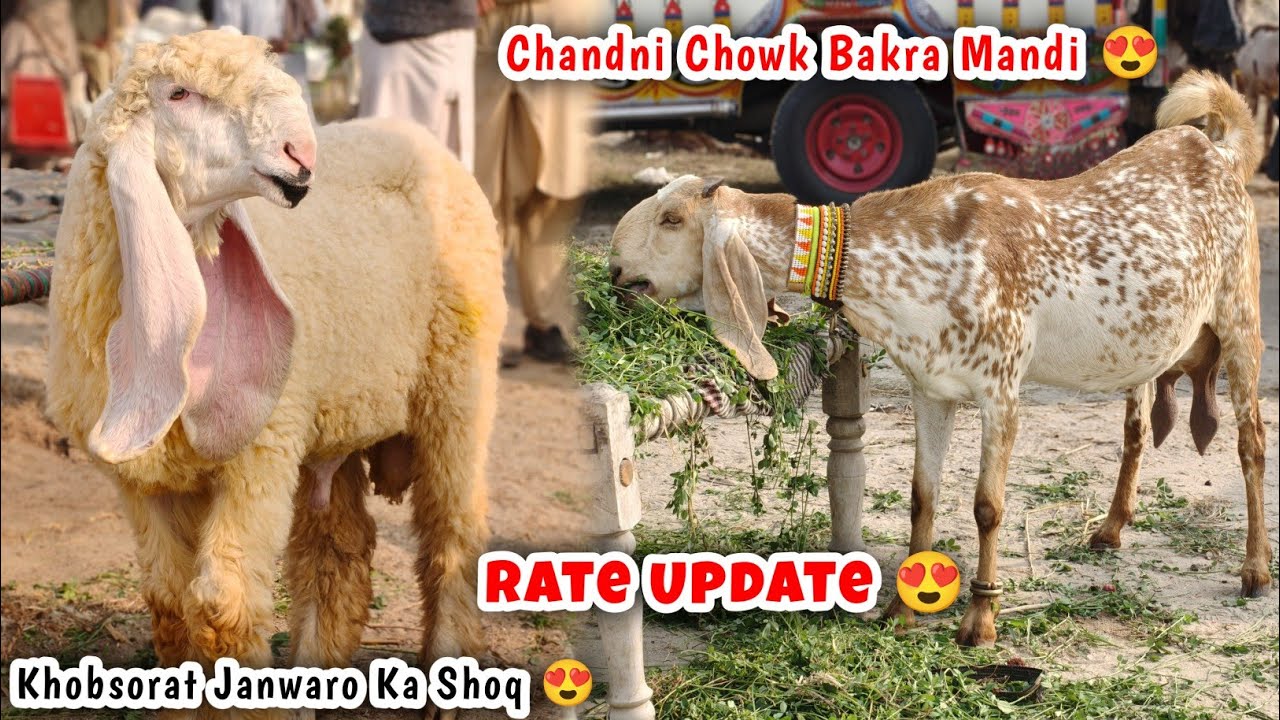Chandi Chowk Bakra Mandi Rate Update 😍 Top Quality k Janwaro Ka Shoq 😍 ...