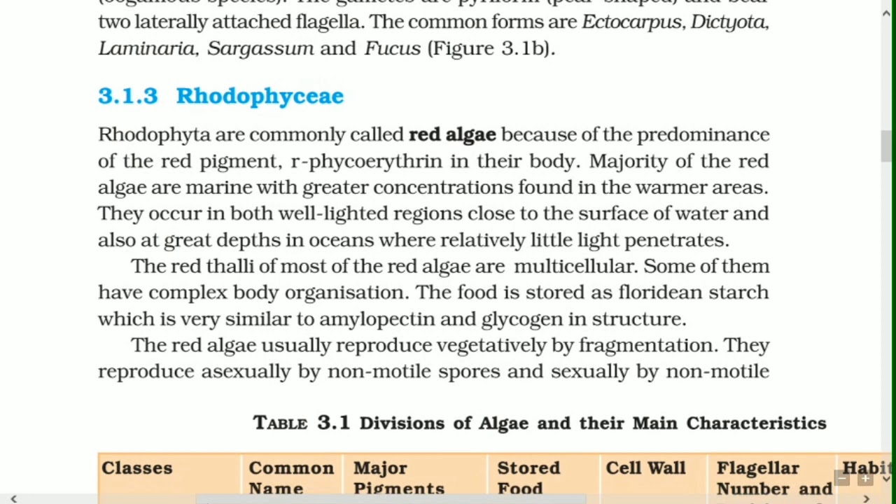 Class 11 |Plant Kingdom| Algae explained|CBSE |NCERT| - YouTube