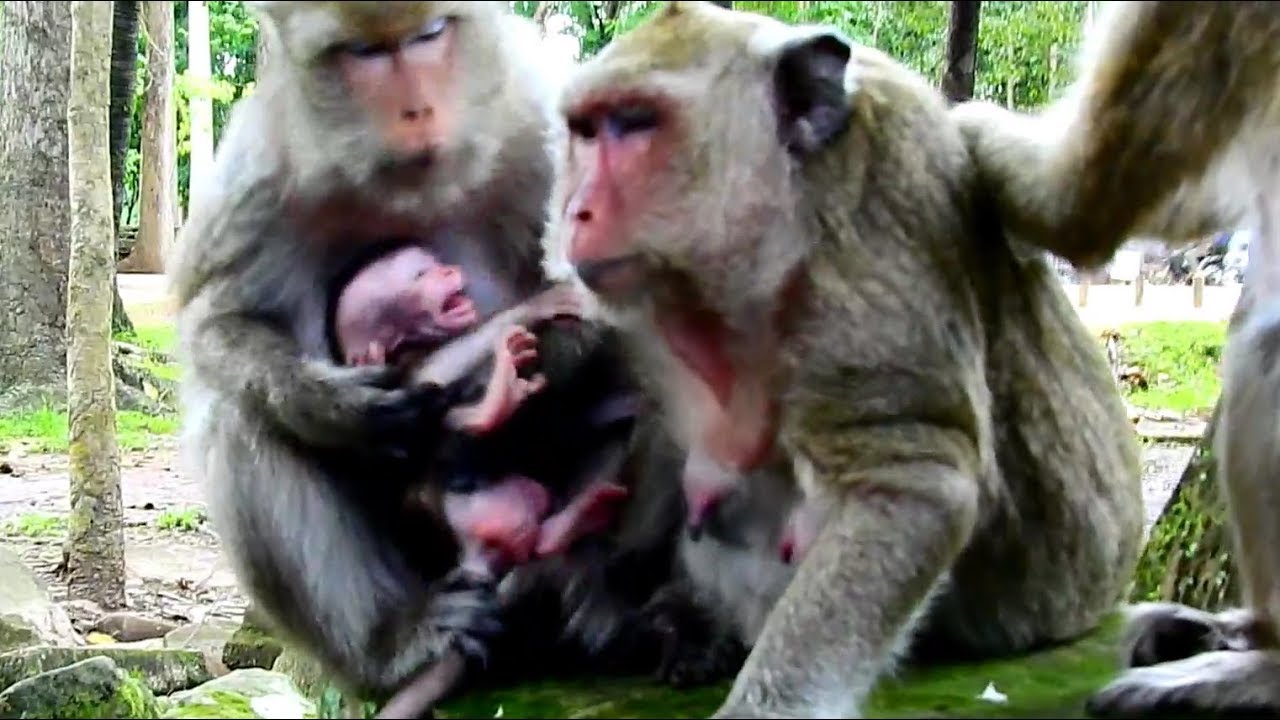 Should be very careful for Popeye is mom Baby Polly , Polly cry so much ...