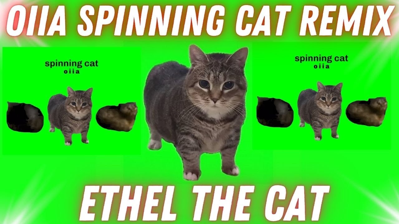 OIIA SPINNING CAT VIRAL DANCE REMIX! 10 HOURS - YouTube