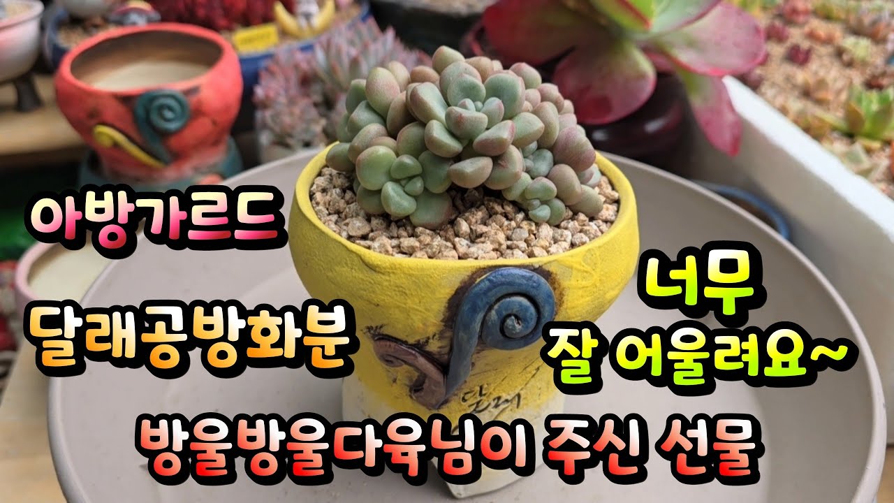 방울방울다육님이 주신 선물에 아방가르드 넘 잘어울려요~ 뽄쟁이다육 다육식물 다육이 다육이키우기 다육하우스 Youtube