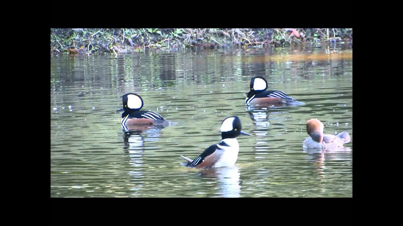 Bufflehead Ducks Float with Hooded Mergansers Sea Pines - YouTube