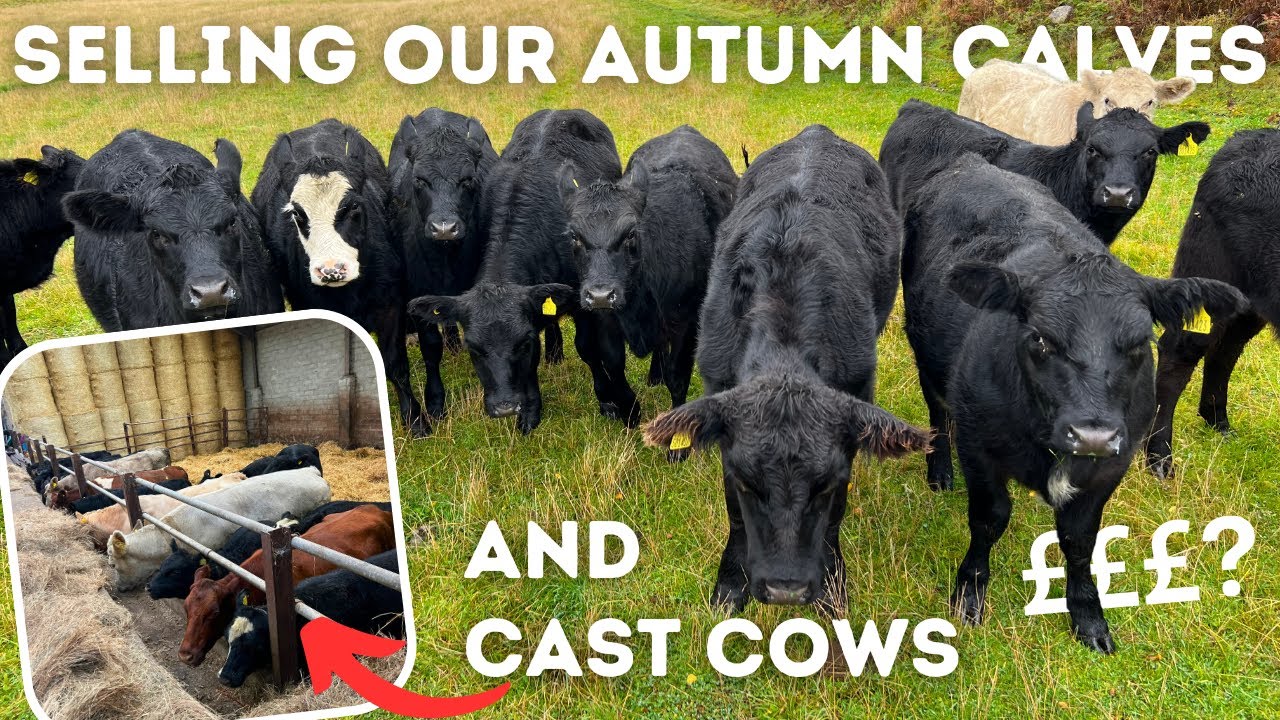 Selling Autumn Calves And Cast Cows - YouTube