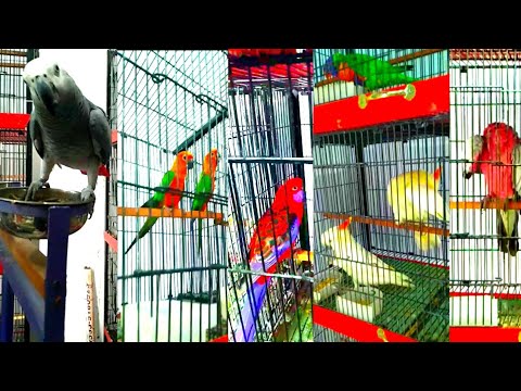 MIK Wildlife Birds Shop Overview |Exotic Birds Shop |Big Birds Shop ...