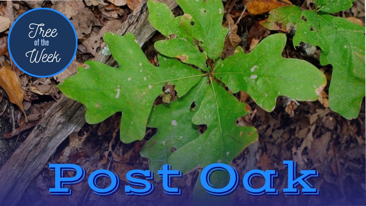 Tree of the Week: Post Oak - YouTube