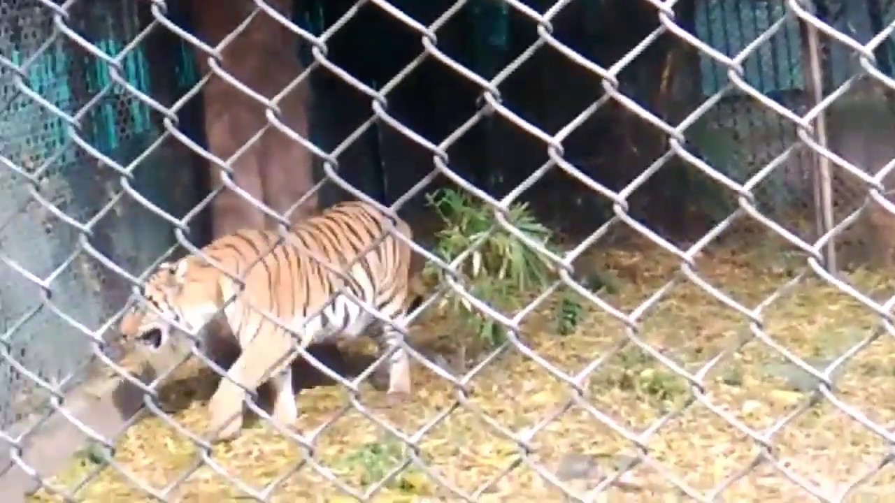 TIGER IN ZOO - YouTube