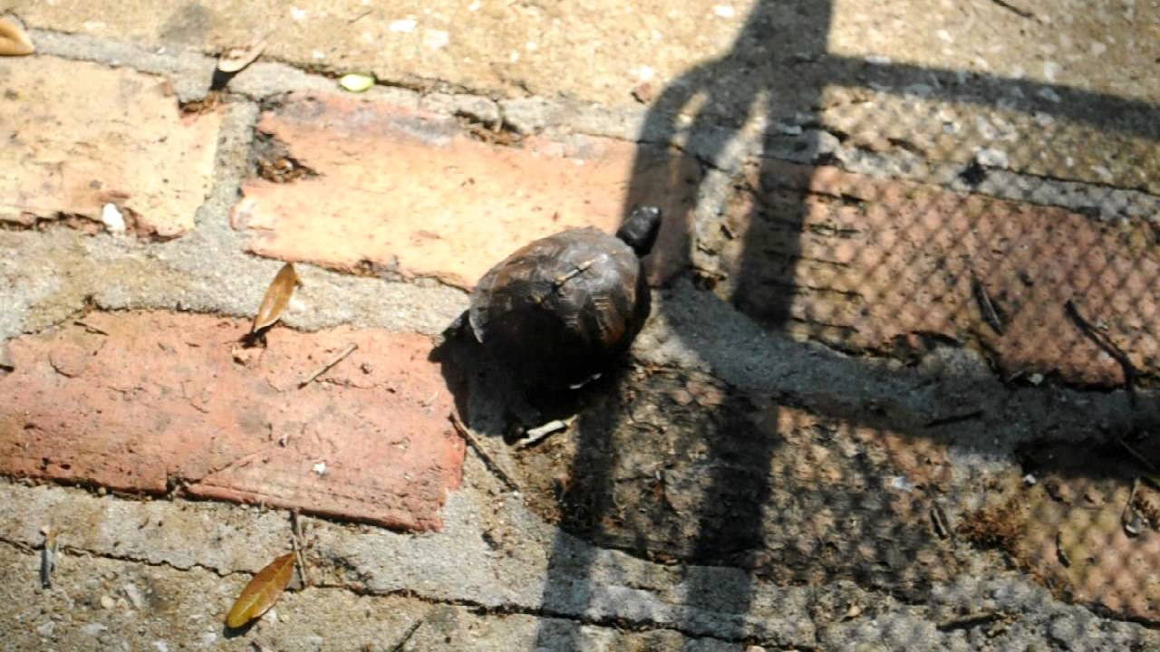 three-legged Turtle - YouTube