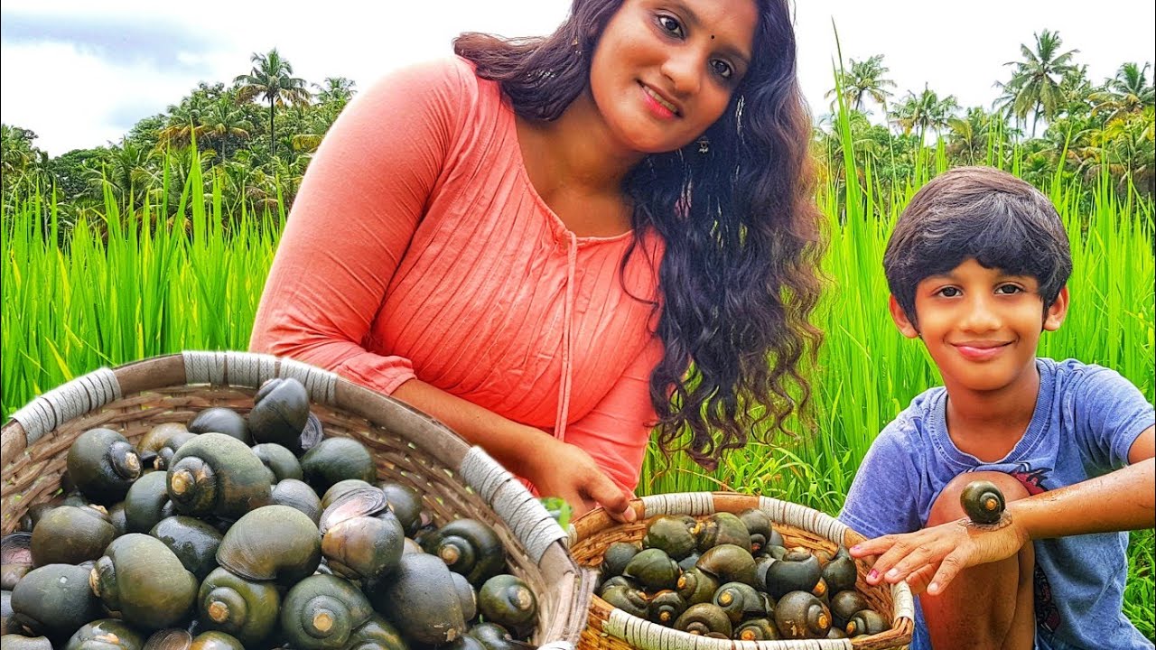 Water Snail Catching and Cooking || Healthy Snail Recipe || Cooking ...
