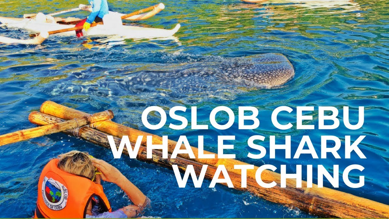 Oslob Cebu Whale Shark Watching and How to Get There | Cebu South ...