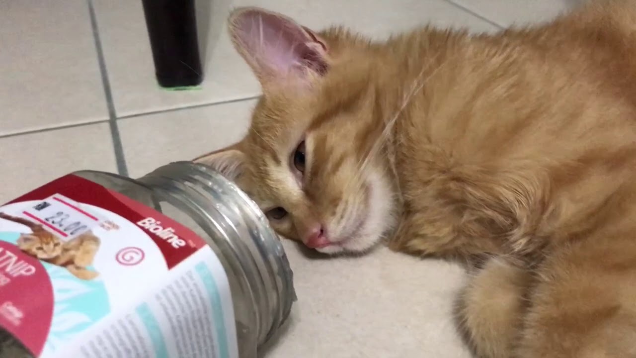Catnip cat overdose - YouTube