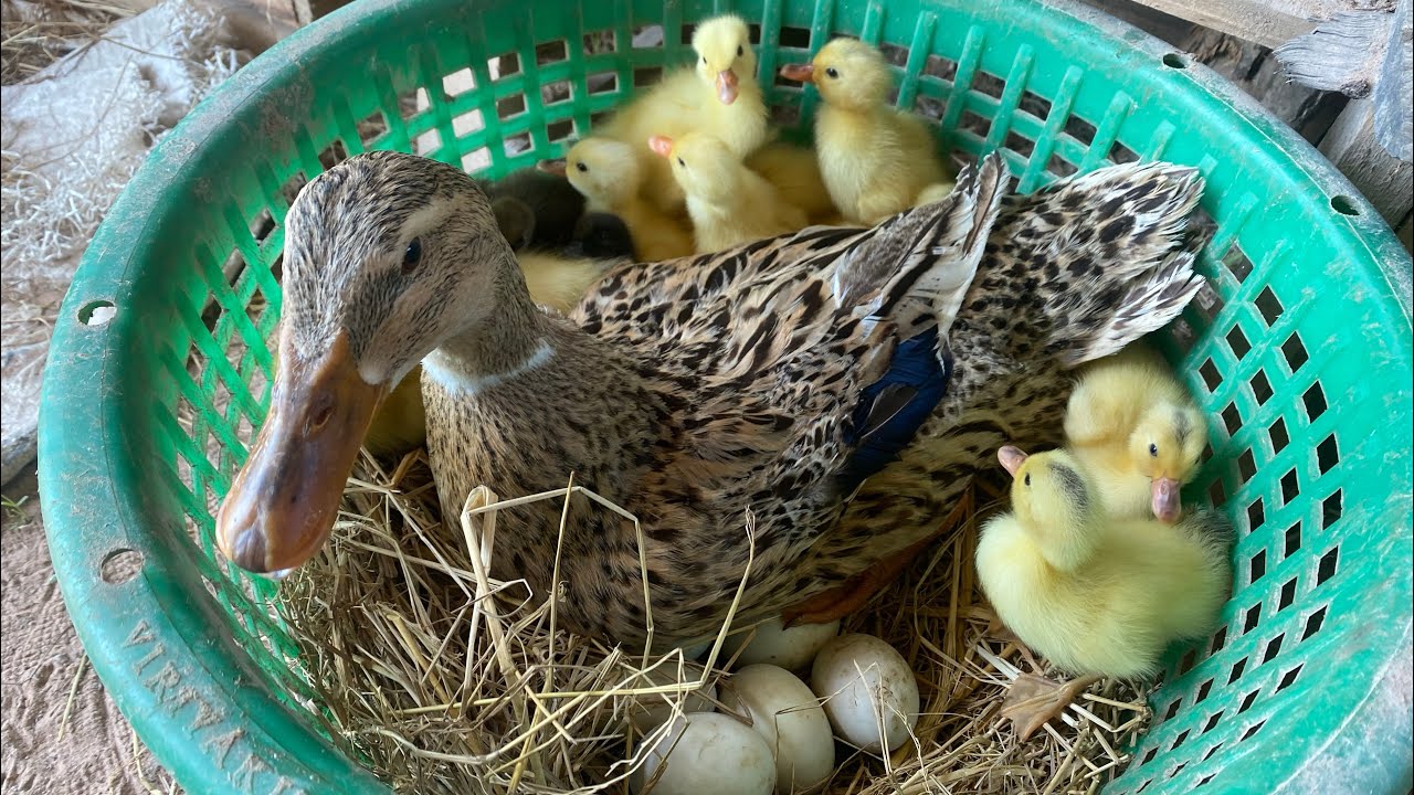 Amazing Pekin 40Duckling Hatching From Eggs _ Cute Cute Baby Duck Born ...