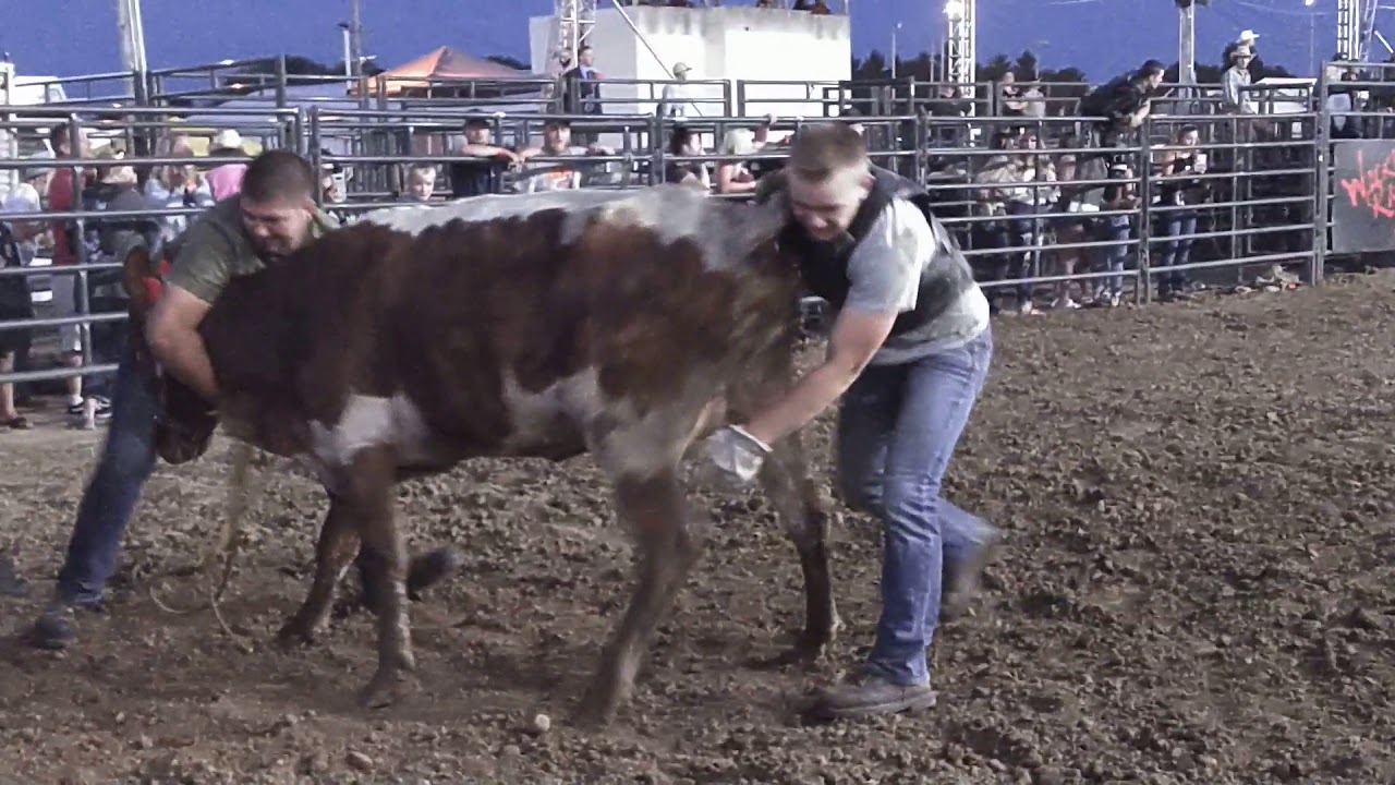 Wild cow milking Boone County Fair 2019 - YouTube