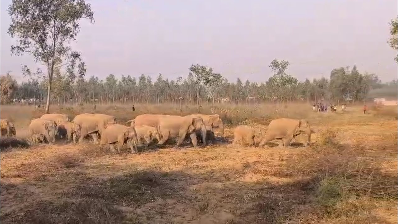 smallest elephant in the world world the in elephantsmallestl - YouTube