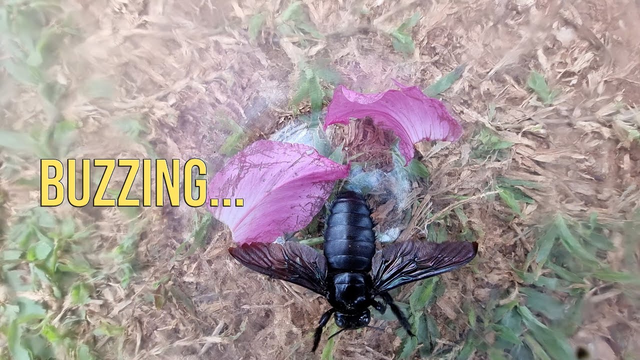 Flying Carpenter Bee - Xylocopa sp. - YouTube