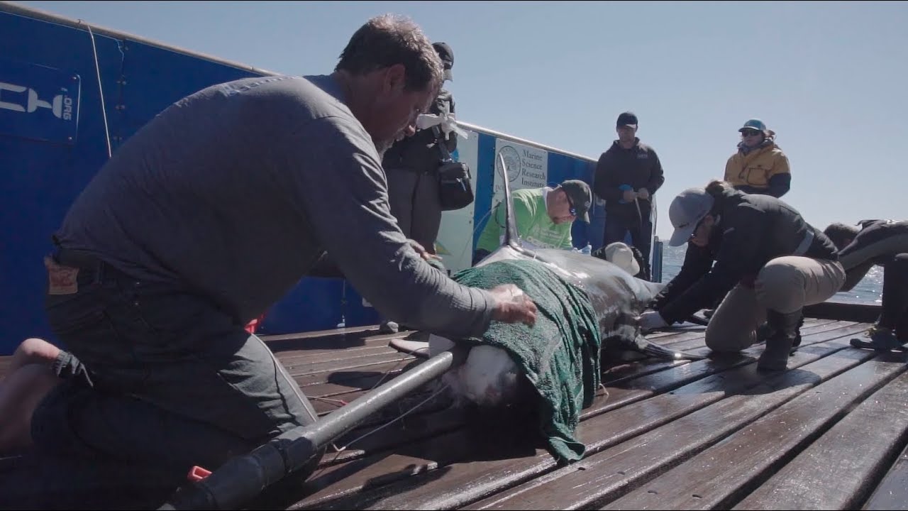 Nova Makes Shark Scientist's Dream Come True - YouTube