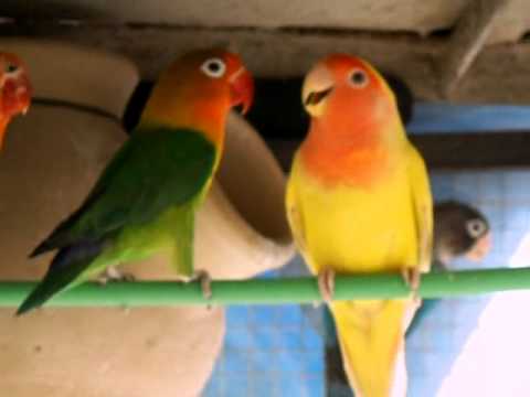 lovebirds nest - YouTube