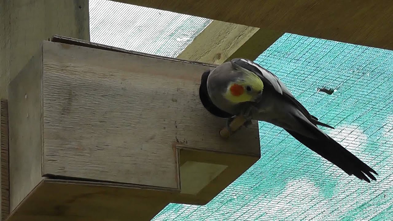 Cockatiel Singing To Turquoisine In Nesting Box The Pheasantasiam cockatiel-singing-to-turquoisine-in-nesting-box-the-pheasantasiam