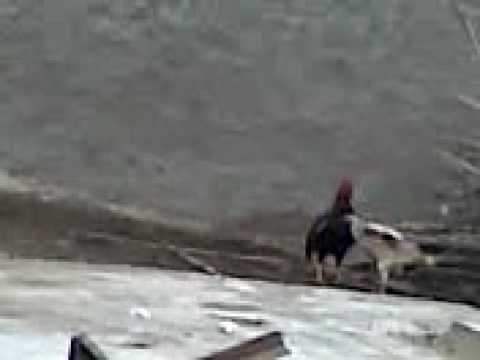 rooster mating hen