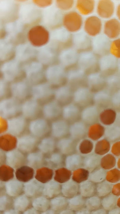 Мёд на wb поиск "пасека Эллерт" - YouTube