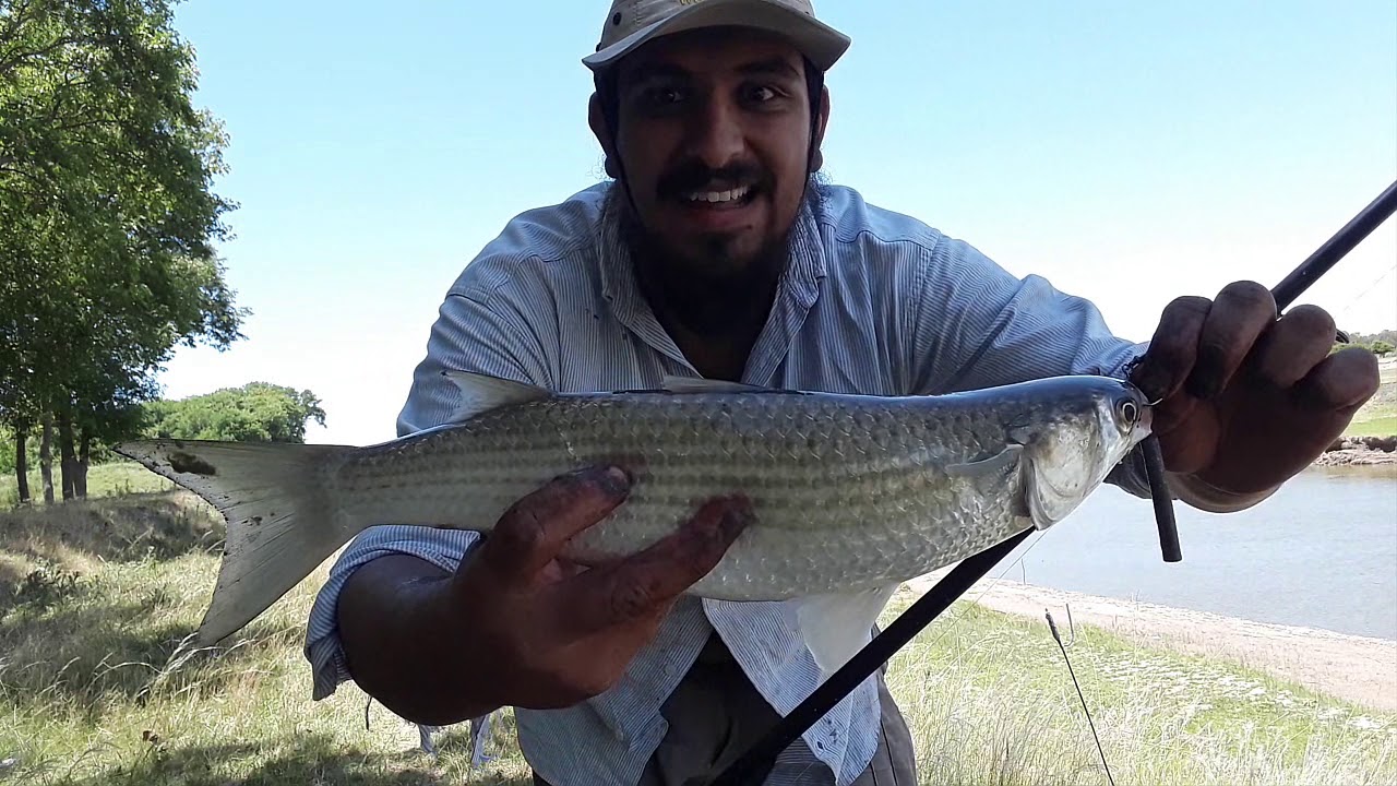 GRAN PESCA DE LISAS 2020 // CANAL 9 DOLORES - YouTube