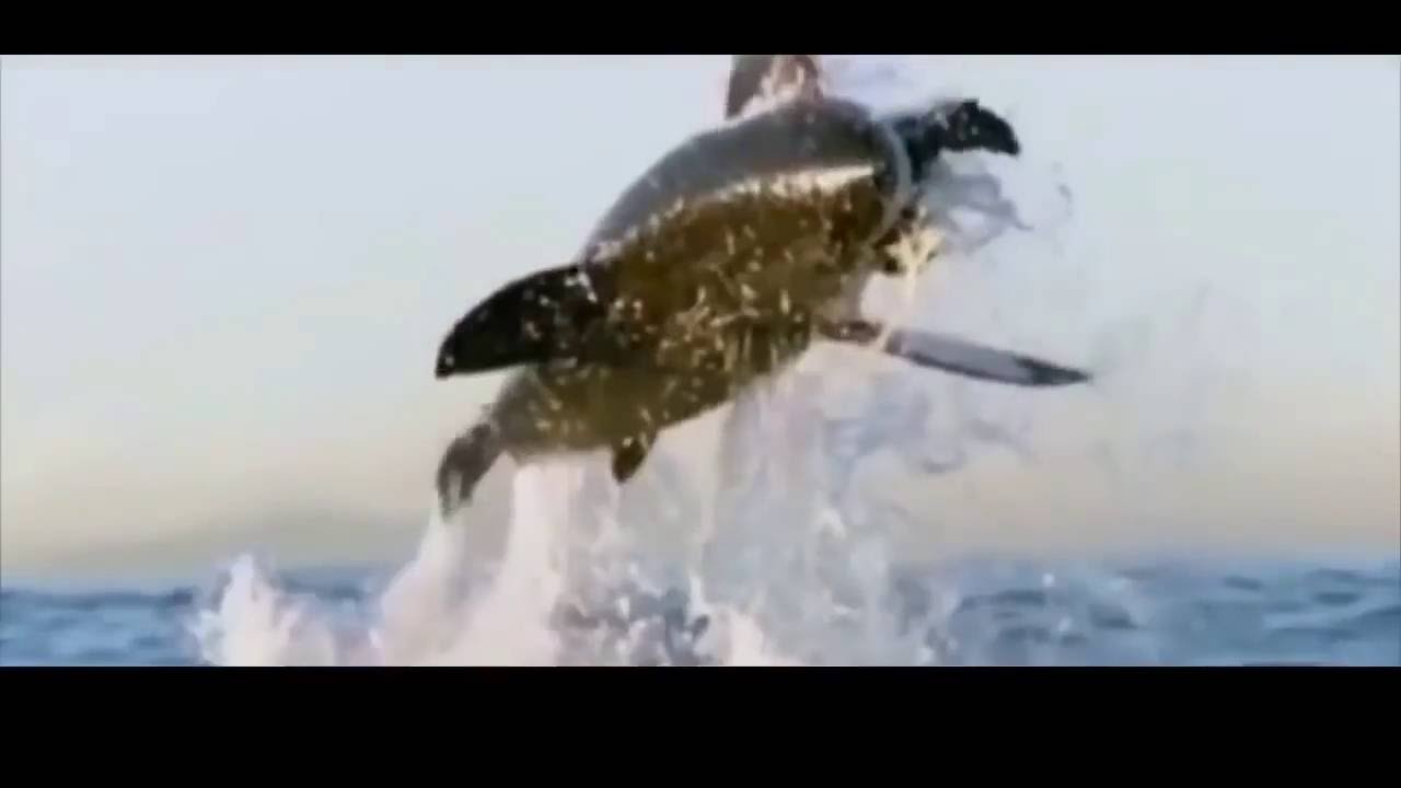 Wild Animals Catching Their Prey. Watch And Share. - YouTube