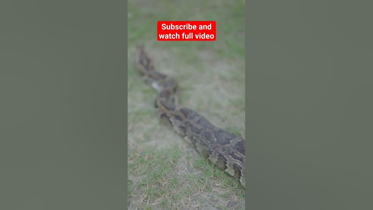 Python Snake - YouTube