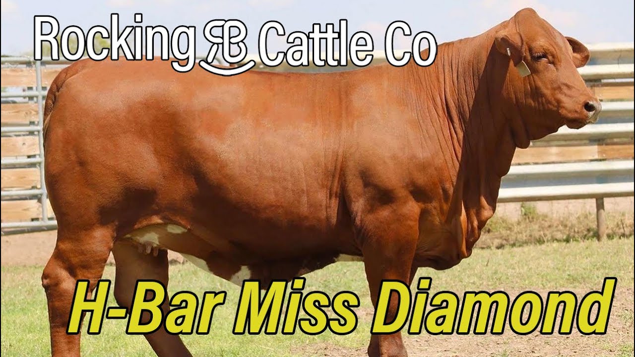 H-Bar Miss Diamond - YouTube