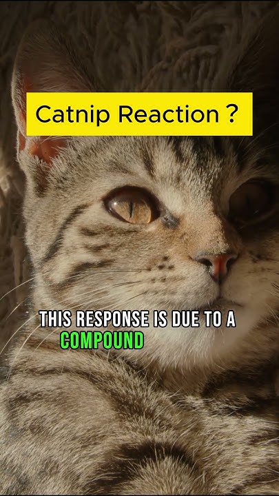 Catnip Reaction Exposed: The Surprising Effects on Cats - YouTube