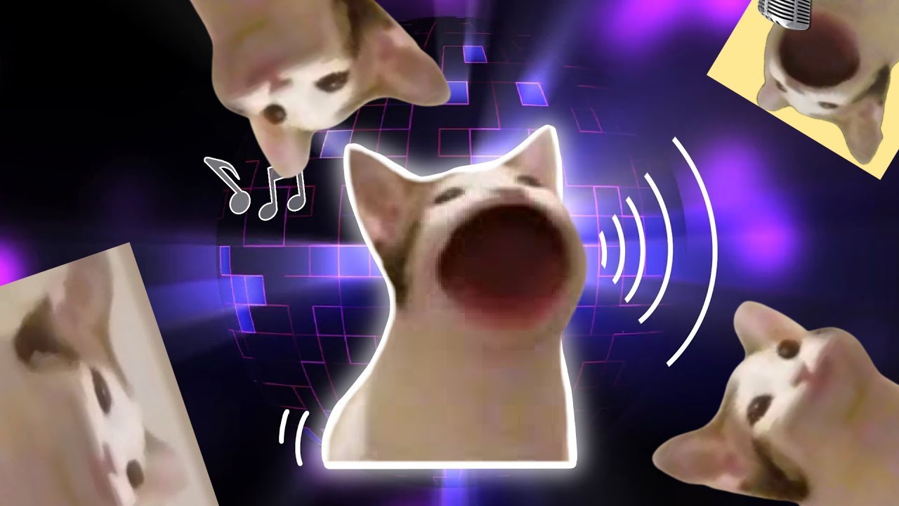 all types of pop cats - YouTube