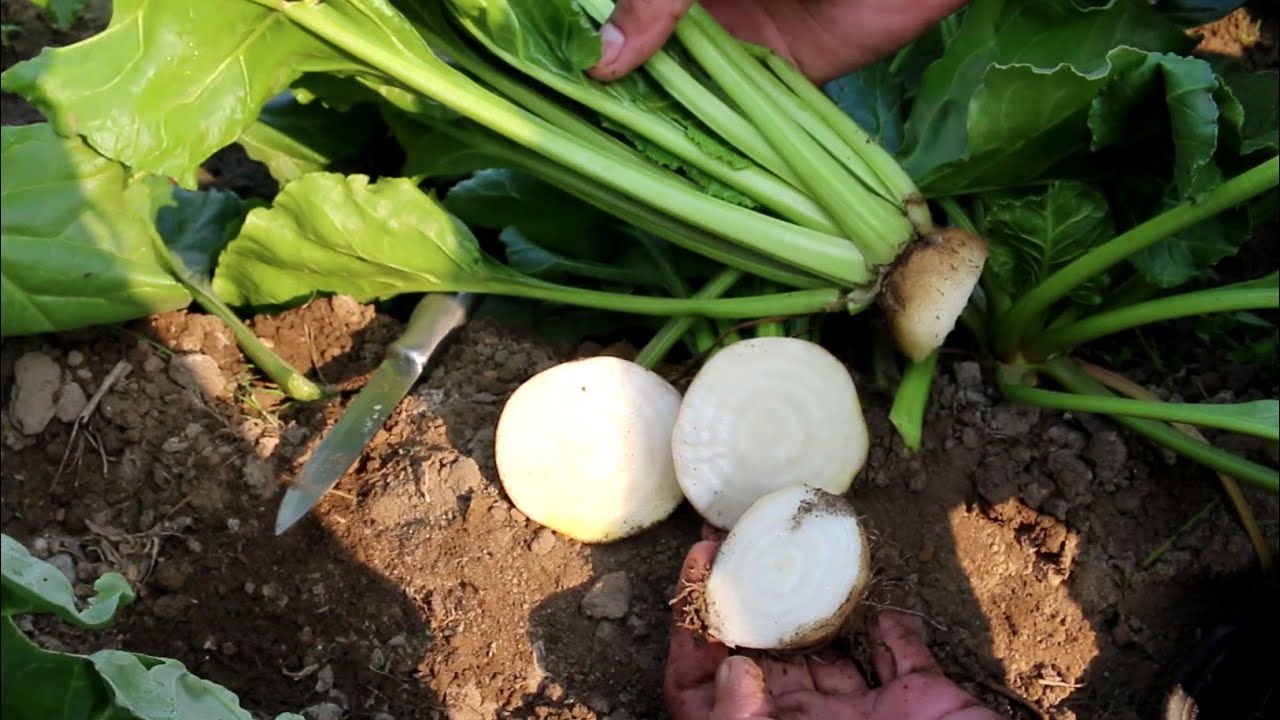 White Albino beetroot | A beautiful white color beet | Harvest - YouTube