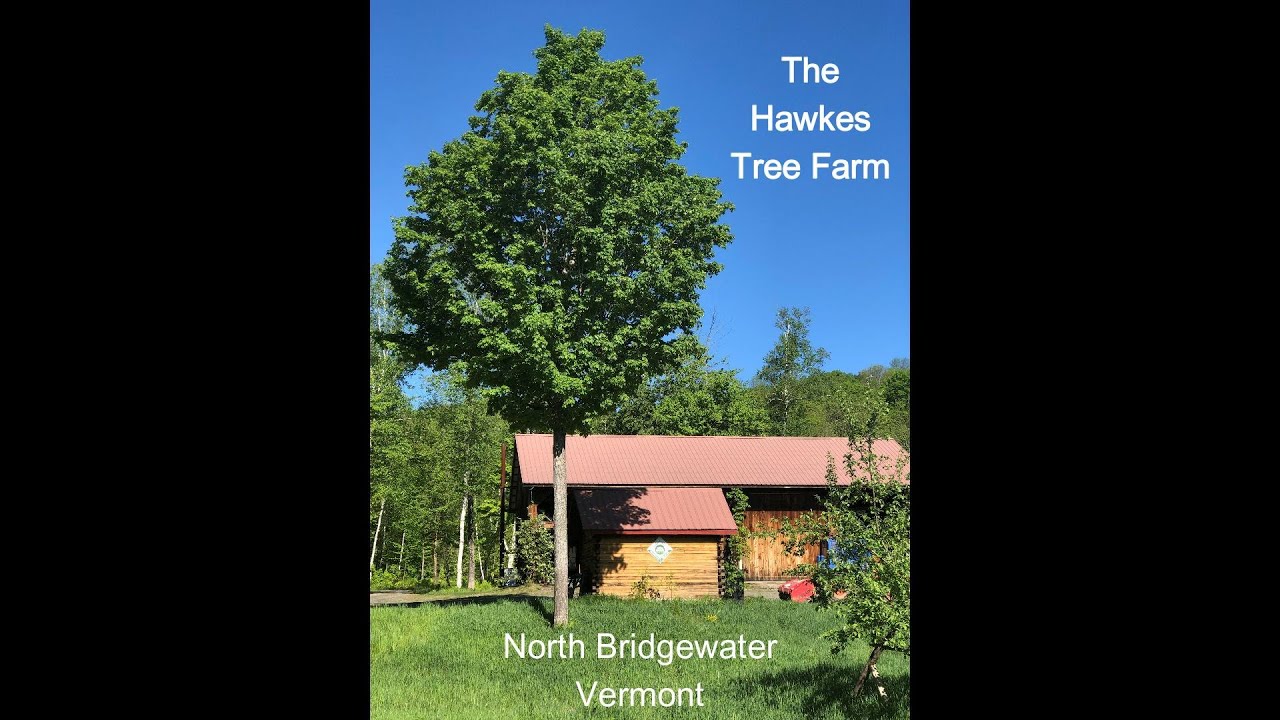 The Hawkes Tree Farm - YouTube