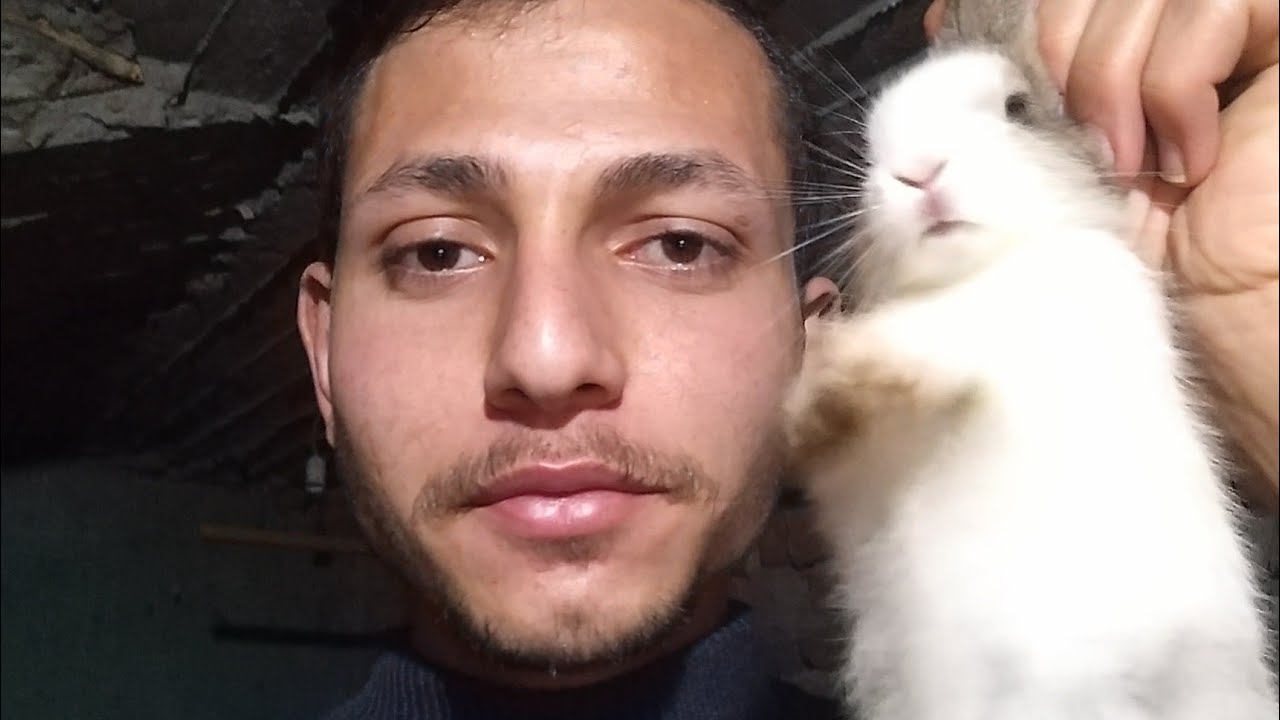 The Egyptian rabbit is the best rabbit in the world - YouTube