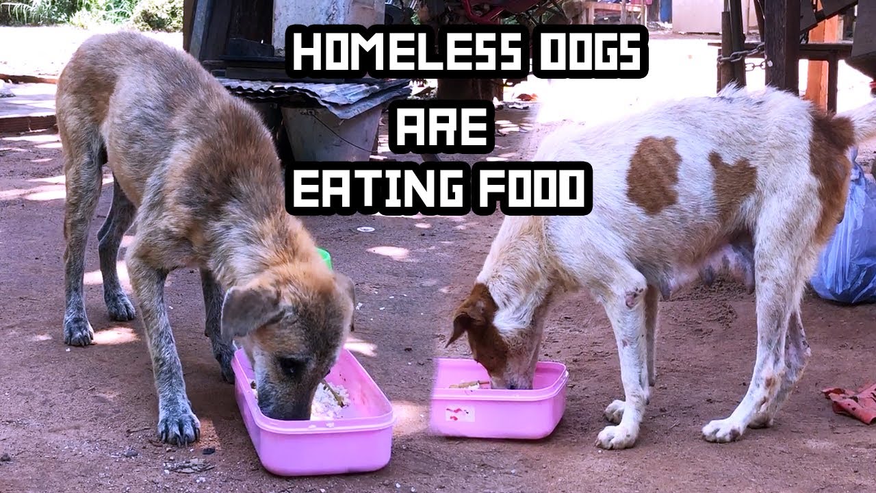 Feeding food to homeless father and skinny mother, they are hungry dogs ...