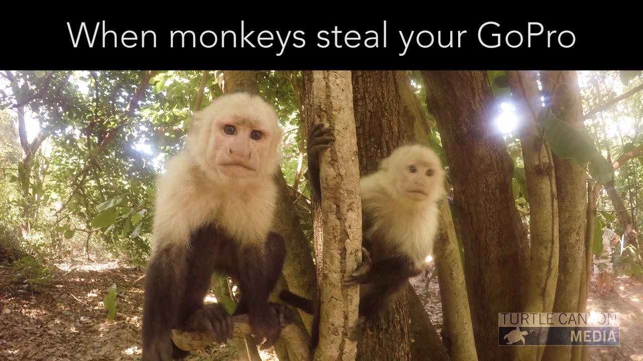 When monkeys steal your GoPro... - YouTube