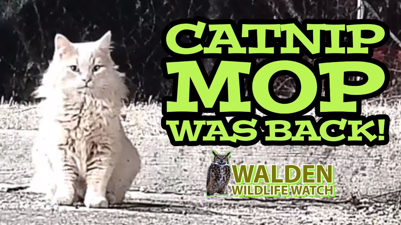 Big fluffy catnip mop cat was back! Rollin’ in it! 😻 - YouTube