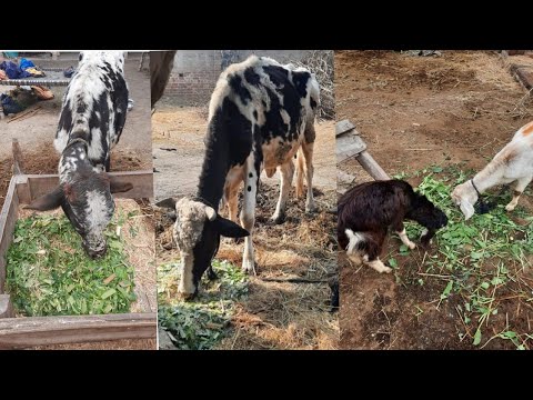 Beautiful Nachi Goat Nachi Bulls and Bakri World Bigest Goat Nachi ...