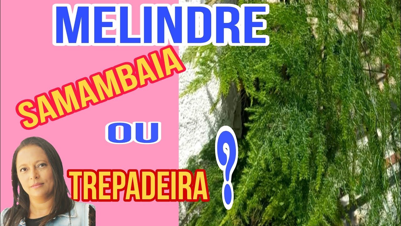Melindre, samambaia ou trepadeira? - YouTube
