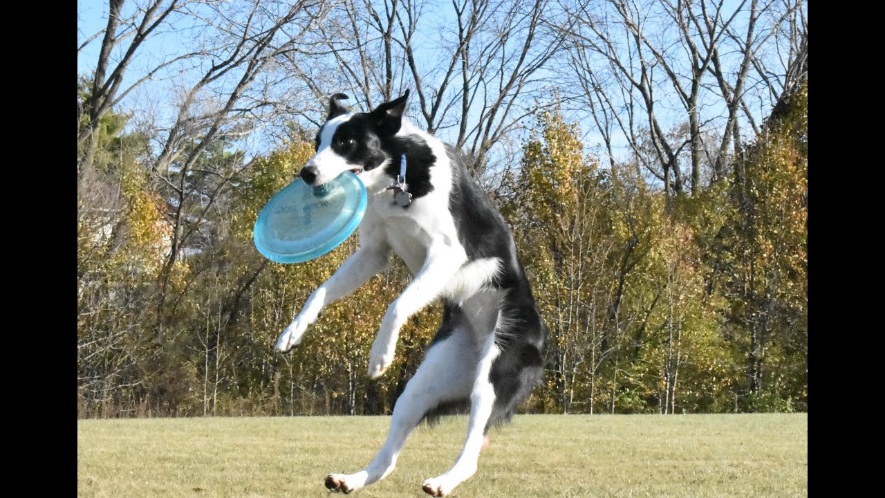 Disc Dog - How to Start Competing with your Dog 1 of 3 - YouTube