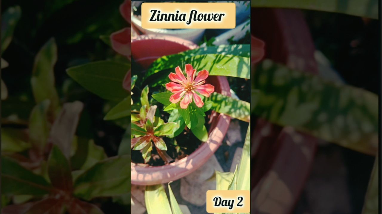 zinnia flower #summerflower #summerfloweringplant #zinnia#flowers # ...