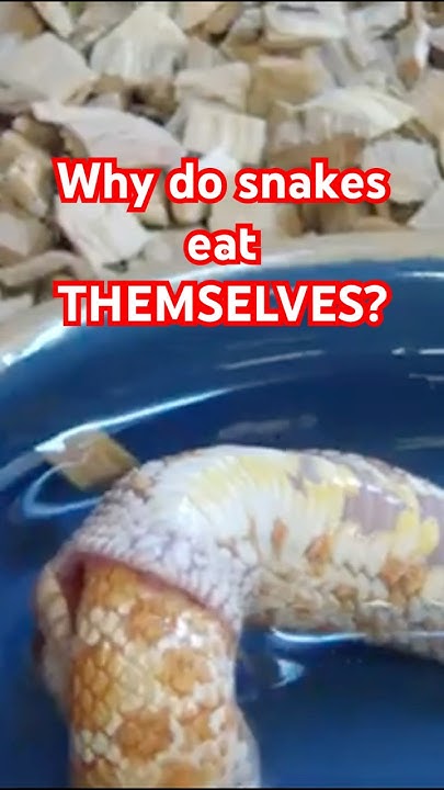 Why Do Snakes Eat Themselves? - YouTube