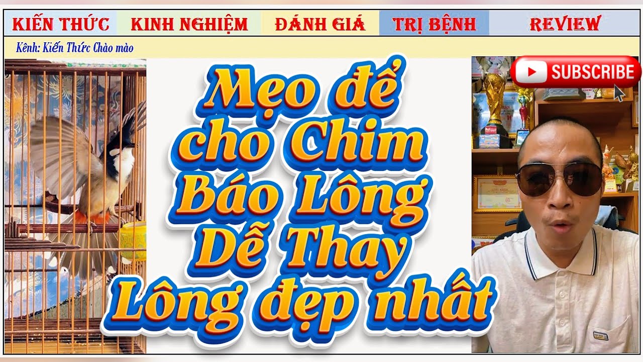 Mẹo để Chim Báo Lông thay Lông được nhanh và hiệu quả nhất mùa này ...