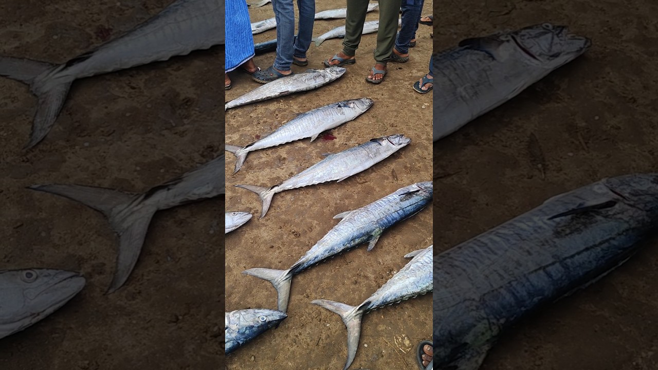 || Big Vajaram Fish 🐟 || వంజరం చేప వేలం పాట 🤔|| #shorts #vanjaram # ...